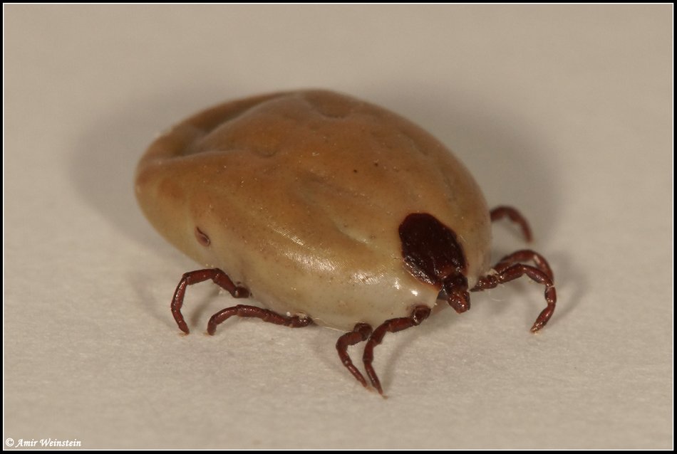 Rhipicephalus Annulatus