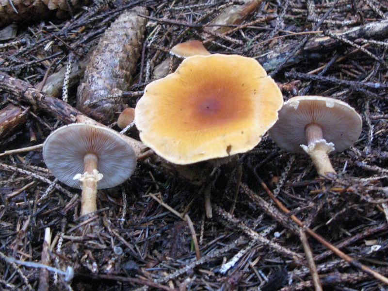 CYSTODERMA , Natura Mediterraneo | Forum Naturalistico