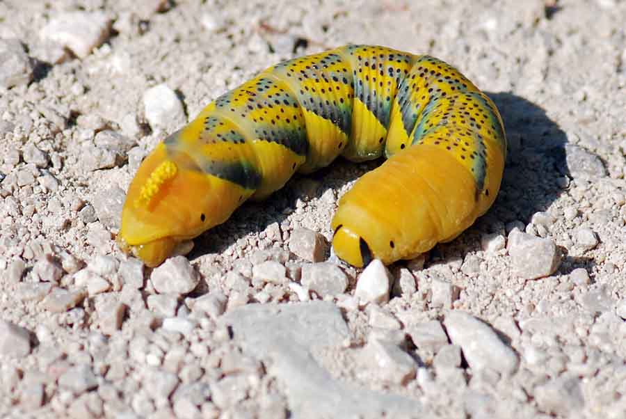 Bruco Acherontia atropos (sfinge testa di morto) , Natura Mediterraneo ...