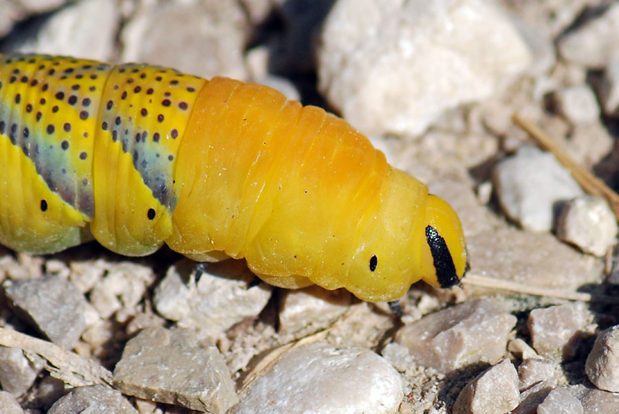 Bruco Acherontia atropos (sfinge testa di morto) , Natura Mediterraneo ...