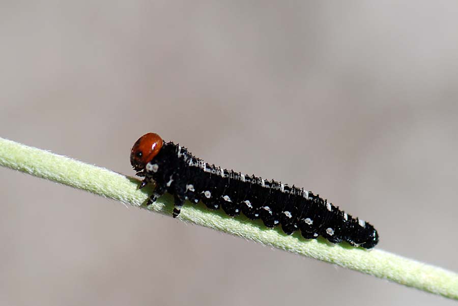 Bruco testa rossa (larva di Symphitae) , Natura Mediterraneo | Forum ...