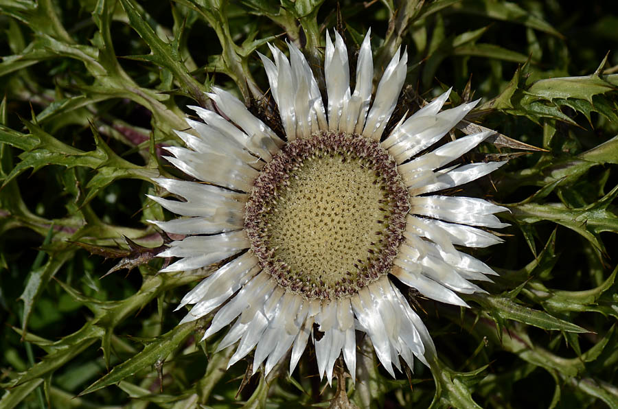Carlina acaulis s.l. / Carlina bianca , Natura Mediterraneo | Forum ...