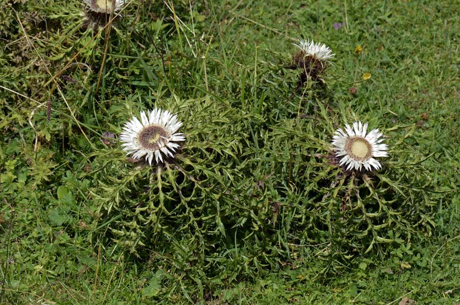 Carlina acaulis s.l. / Carlina bianca , Natura Mediterraneo | Forum ...