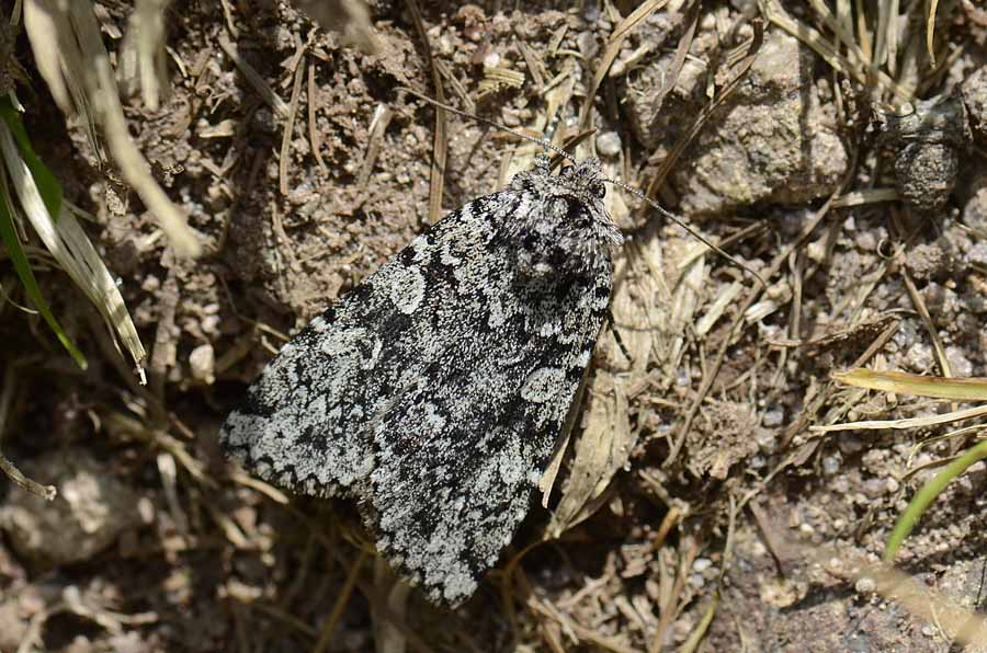 Falena da id , Natura Mediterraneo | Forum Naturalistico