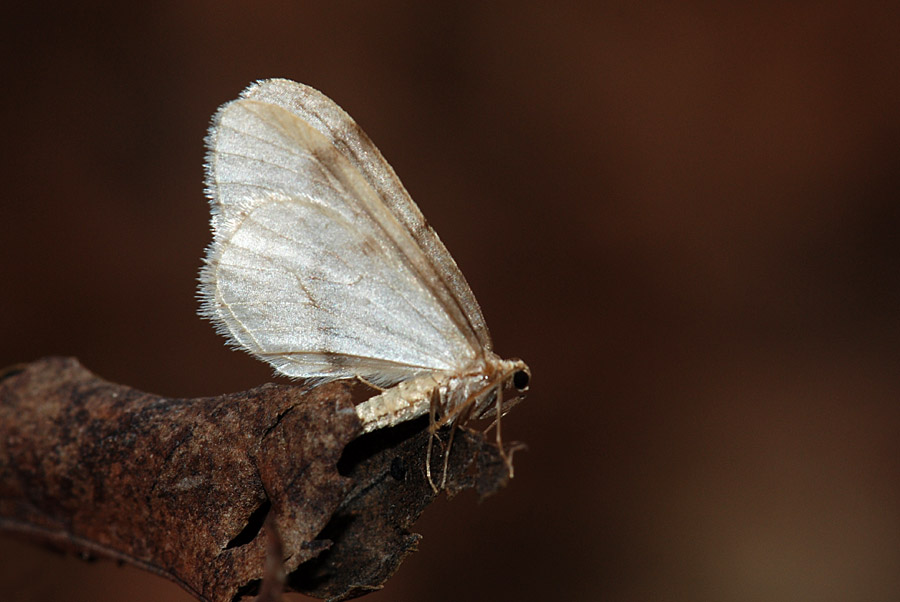 Falena da id. , Natura Mediterraneo | Forum Naturalistico