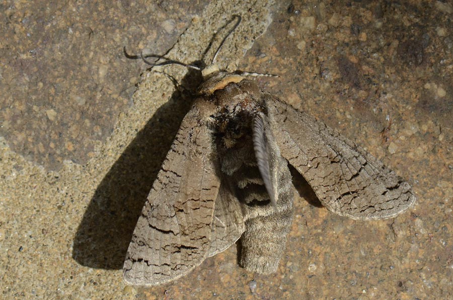 Falena da id. , Natura Mediterraneo | Forum Naturalistico
