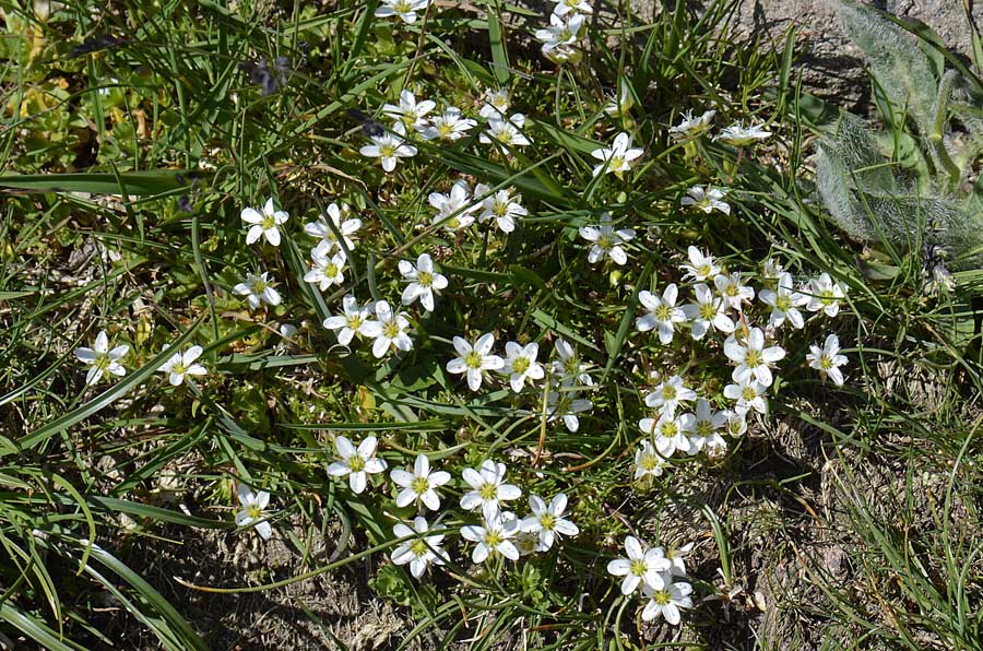 Minuartia recurva , Natura Mediterraneo | Forum Naturalistico