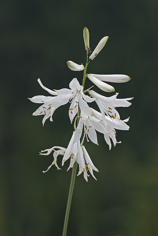 Paradisea liliastrum / Paradisia , Natura Mediterraneo | Forum ...