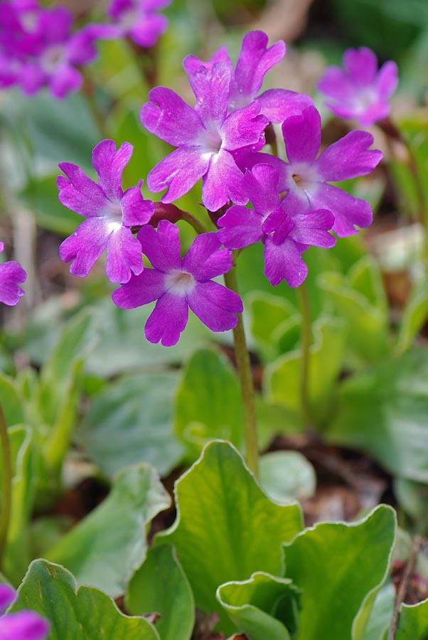 Primula polliniana (=Primula spectabilis) / Primula meravigliosa ...