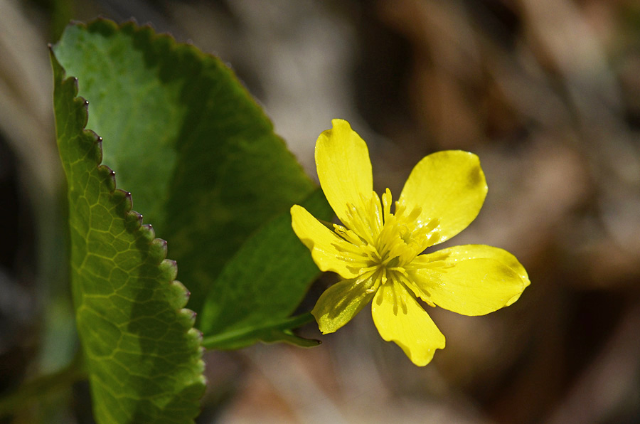 Ranunculus thora / Ranuncolo erba-tora , Natura Mediterraneo | Forum ...