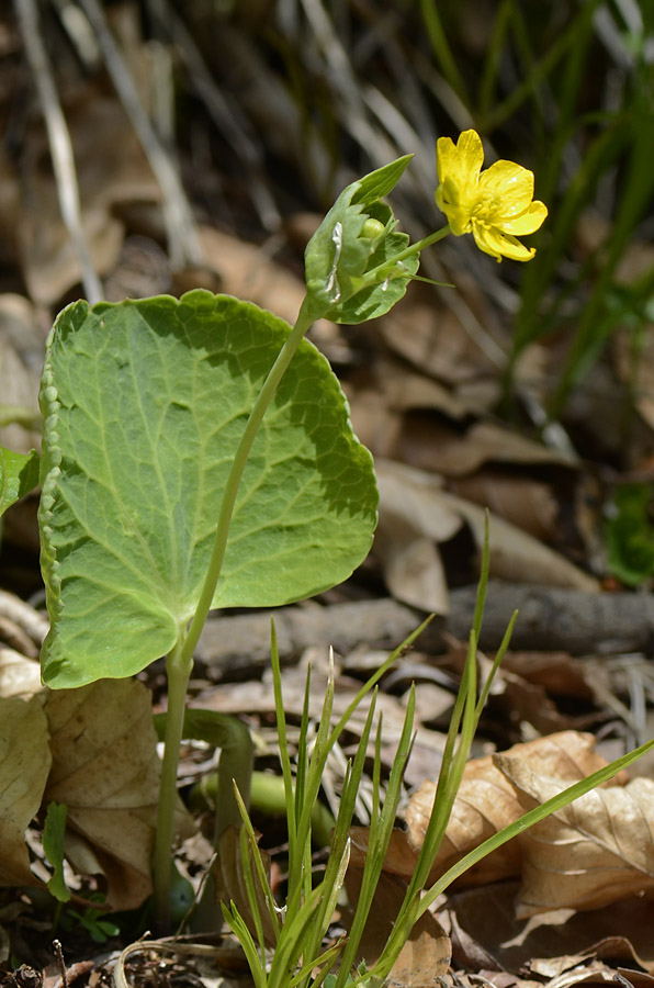 Ranunculus thora / Ranuncolo erba-tora , Natura Mediterraneo | Forum ...