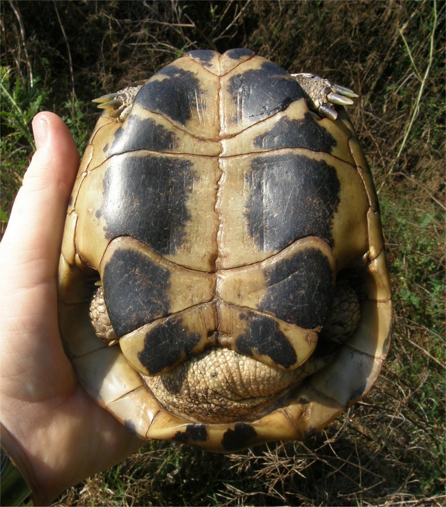 Una Testudo boettgeri.... molto hermanni hermanni! , Natura ...