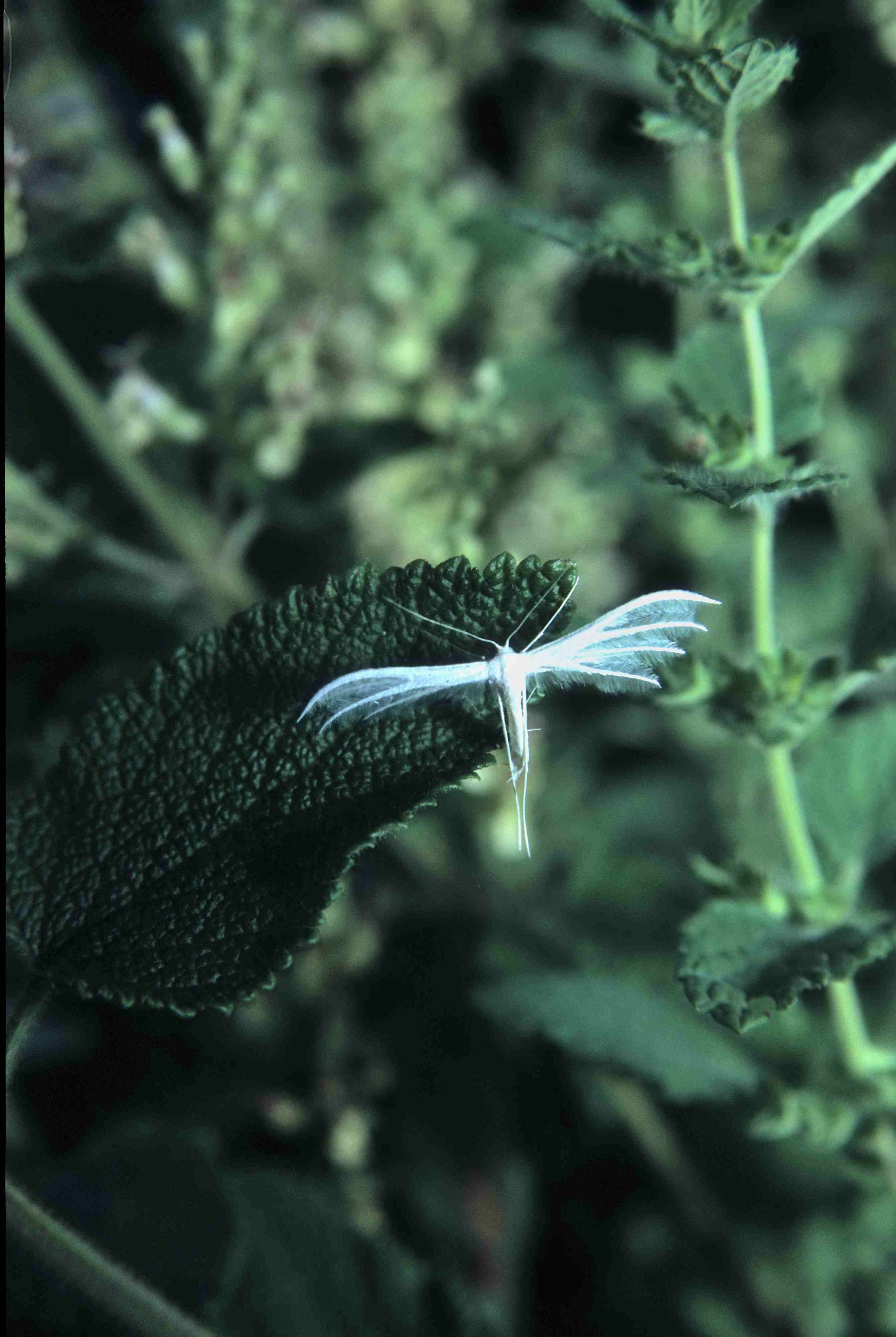 una strana farfalla notturna.... , Natura Mediterraneo | Forum ...