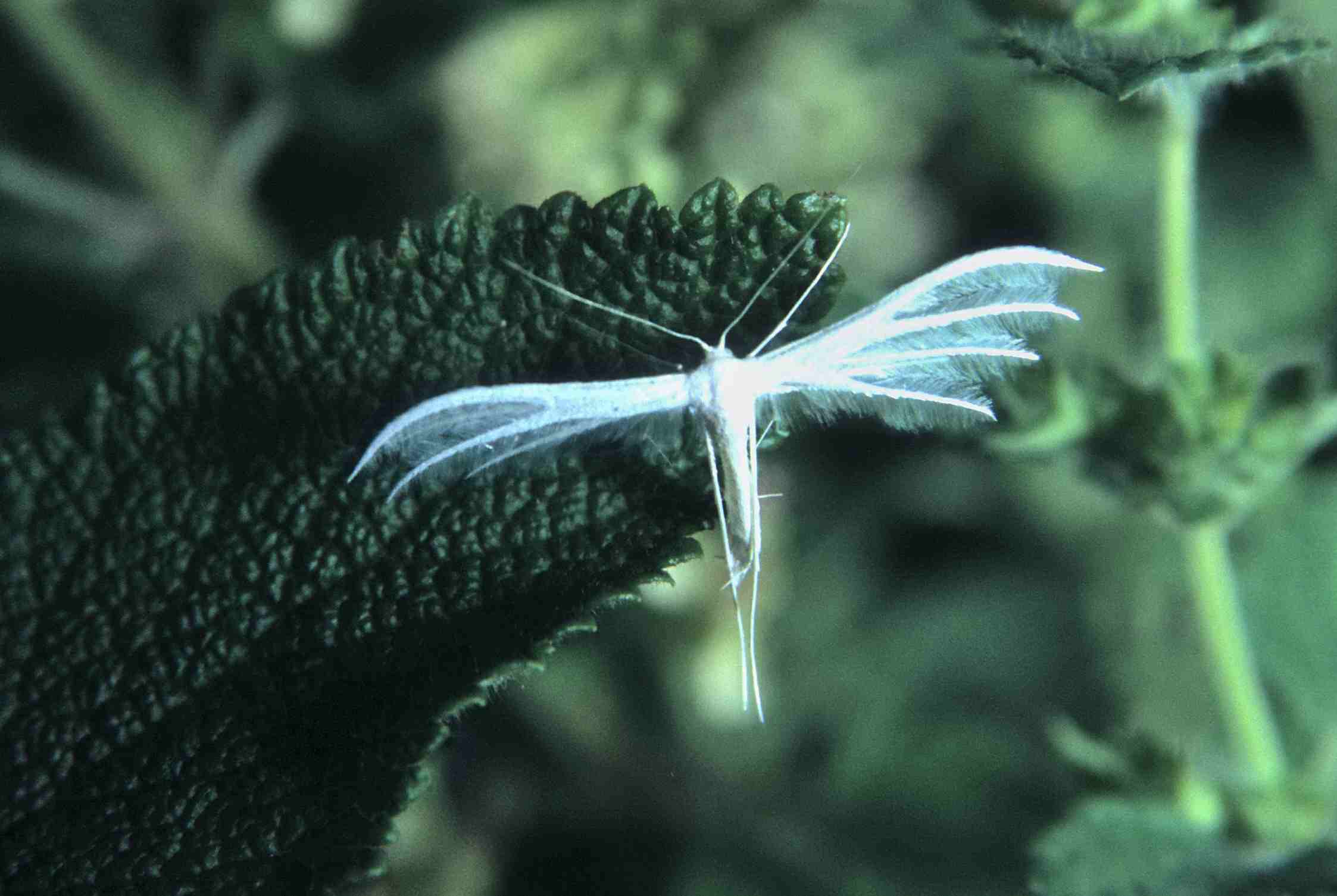 una strana farfalla notturna.... , Natura Mediterraneo | Forum ...