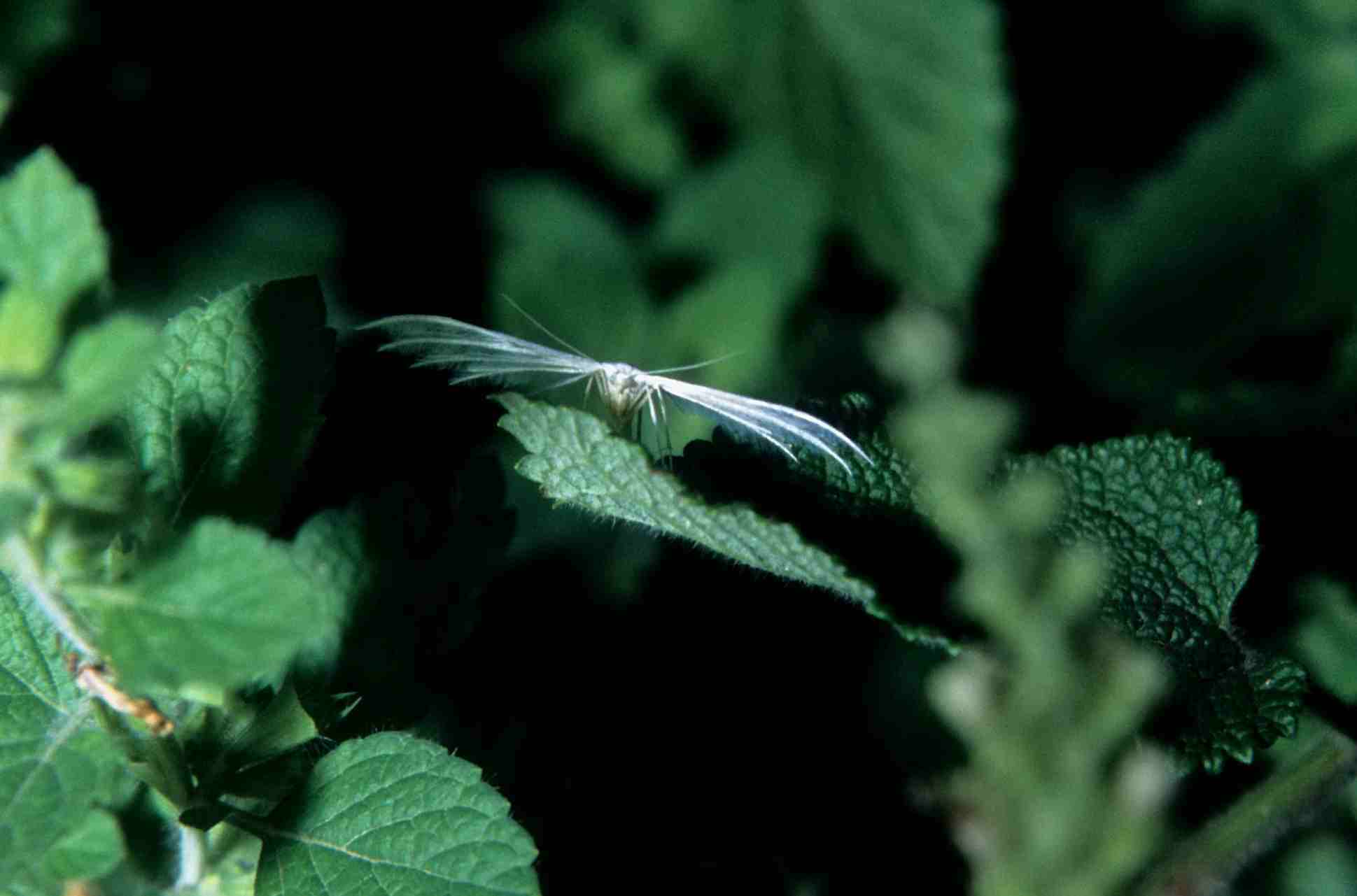 una strana farfalla notturna.... , Natura Mediterraneo | Forum ...