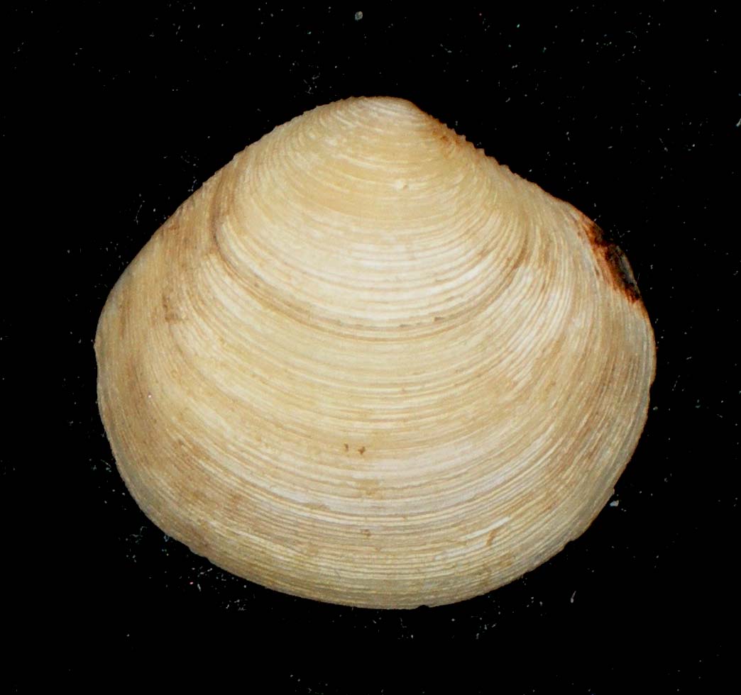 Myrthea amorpha????? , Natura Mediterraneo | Forum Naturalistico