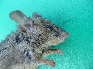 Mus o Apodemus? Giovane Rattus rattus , Natura Mediterraneo | Forum ...