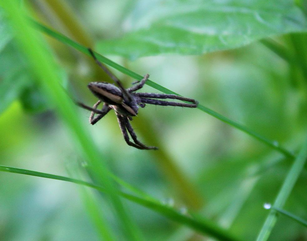 Micrommata virescens; Pisaura sp. , Natura Mediterraneo | Forum ...