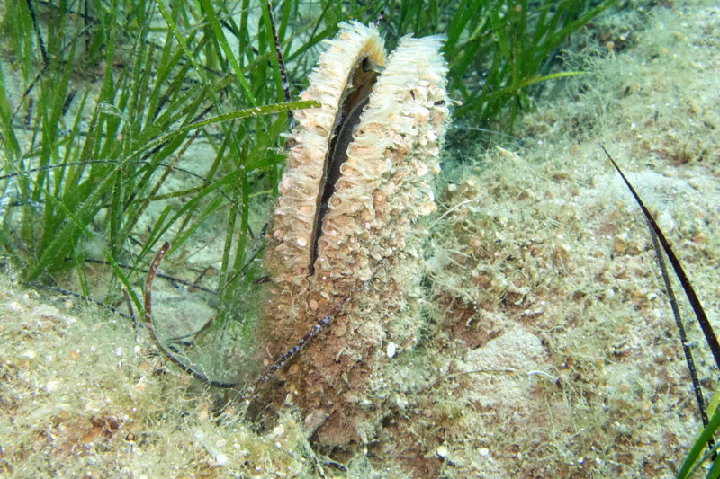 Bivalvia from Cyprus , Natura Mediterraneo | Forum Naturalistico