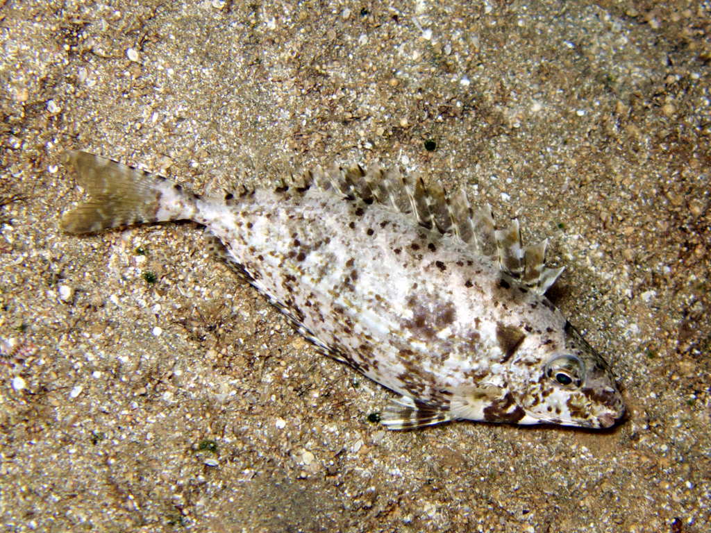 Lessepsian migrants into the Mediterranean Sea from Cyprus , Natura ...