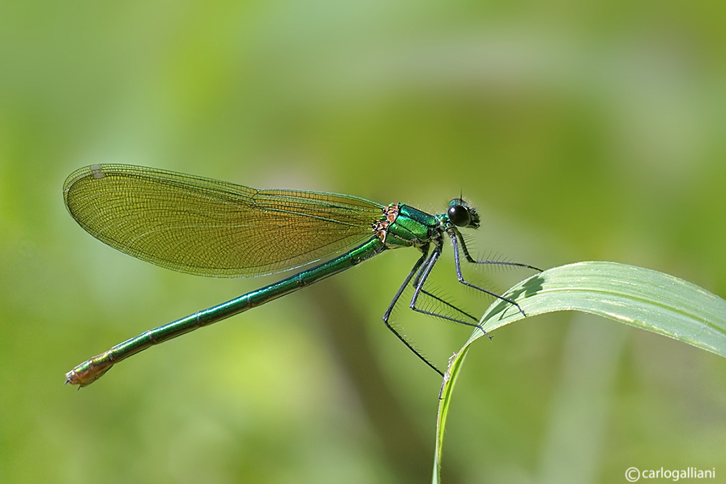 Libellule comuni , Natura Mediterraneo | Forum Naturalistico