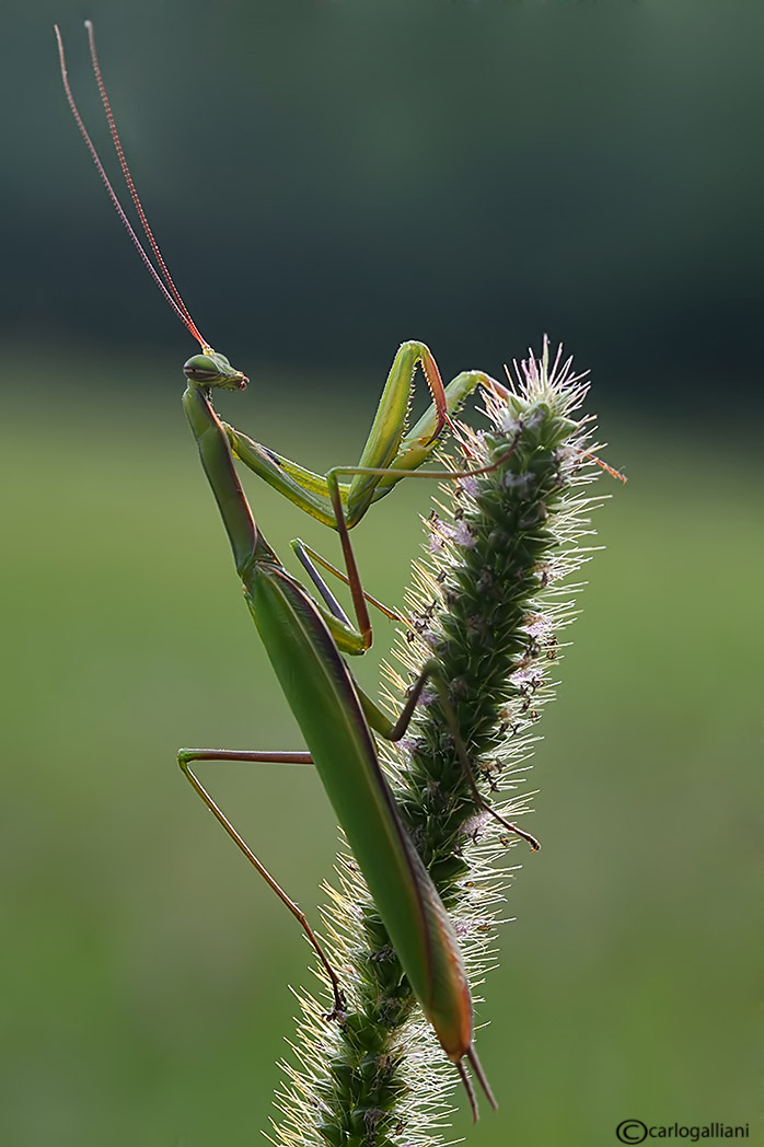 La mantide , Natura Mediterraneo | Forum Naturalistico