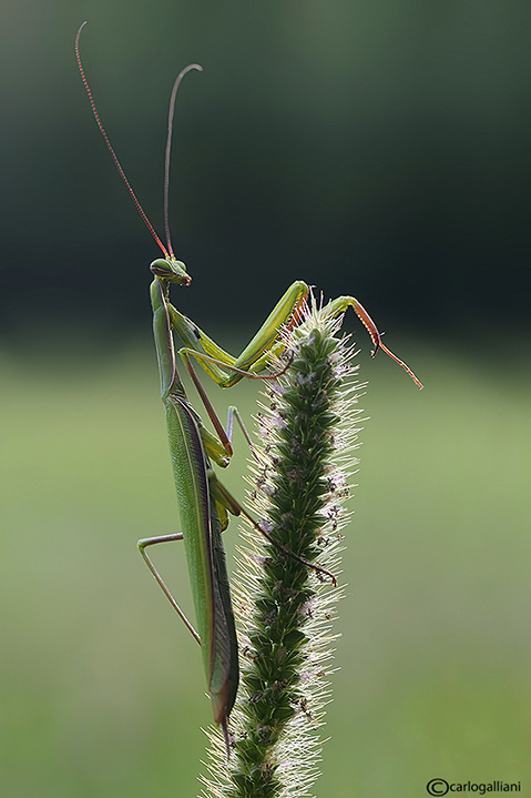 La mantide , Natura Mediterraneo | Forum Naturalistico