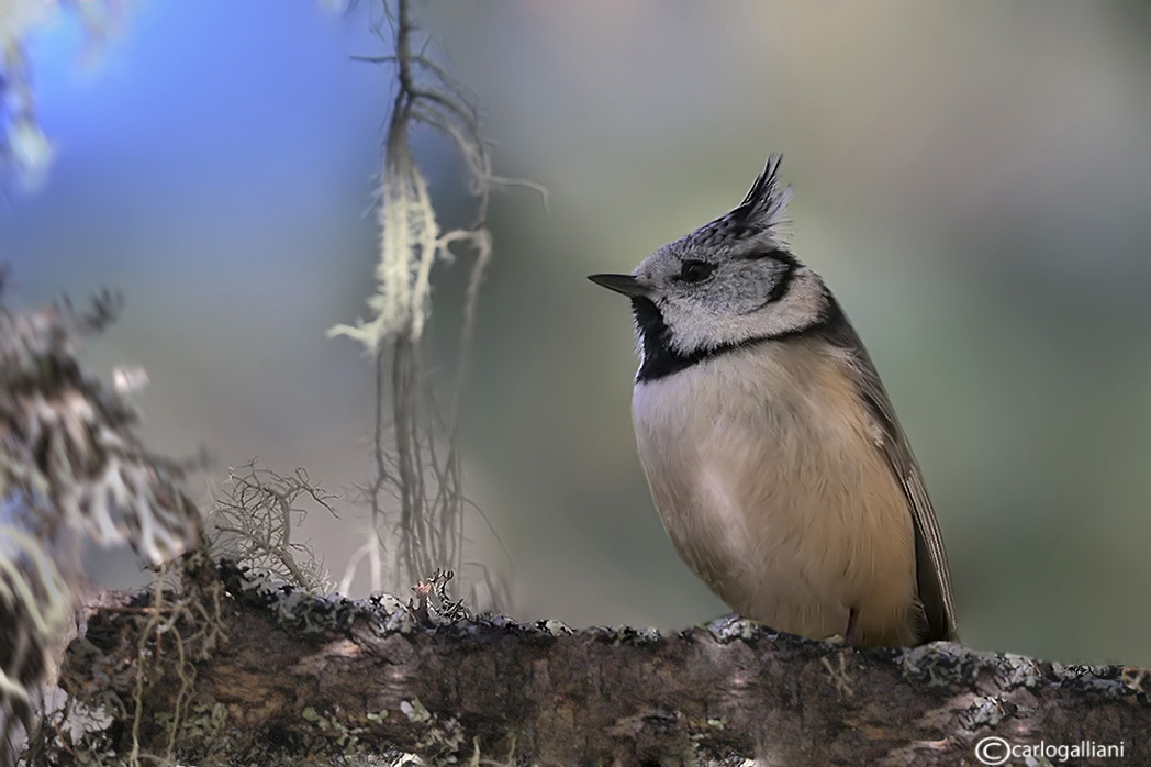 Le cince di Pontresina , Natura Mediterraneo | Forum Naturalistico
