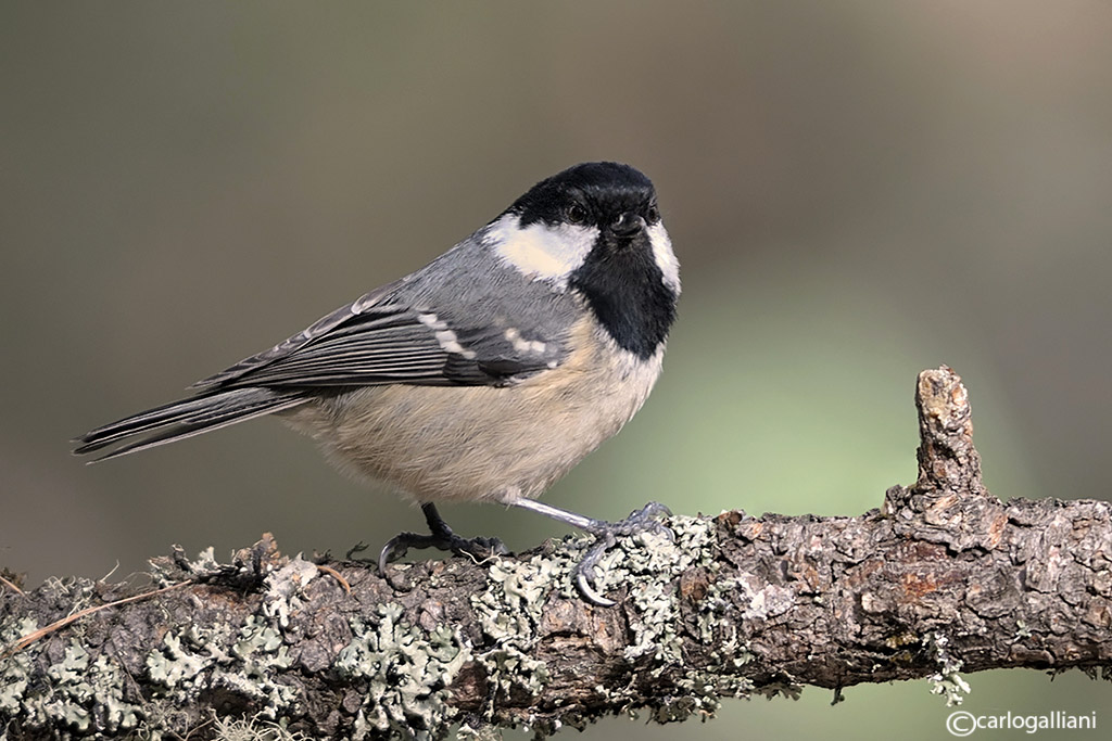 Le cince di Pontresina , Natura Mediterraneo | Forum Naturalistico