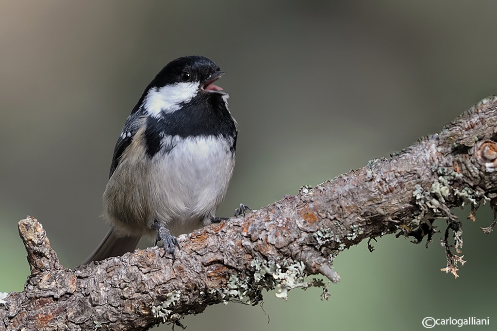 Le cince di Pontresina , Natura Mediterraneo | Forum Naturalistico