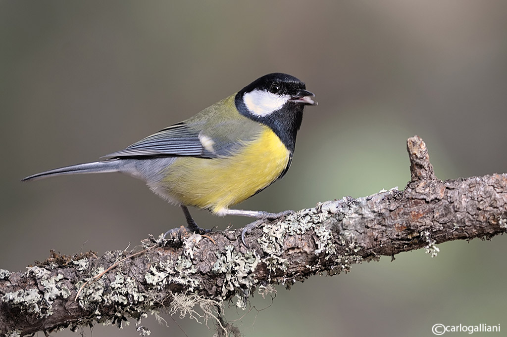 Le cince di Pontresina , Natura Mediterraneo | Forum Naturalistico