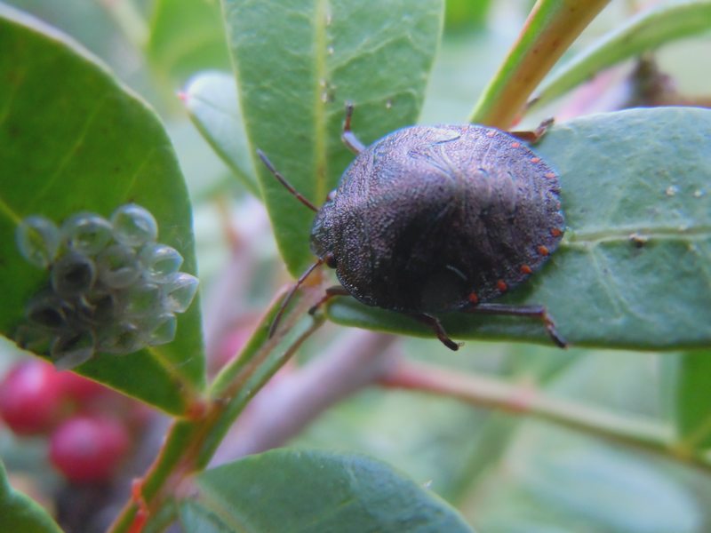 cimice prima nera...poi rossa , Natura Mediterraneo | Forum Naturalistico