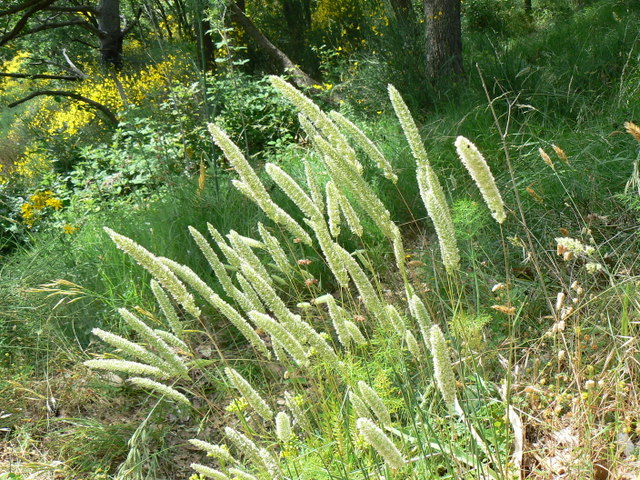 Graminacea , Natura Mediterraneo | Forum Naturalistico