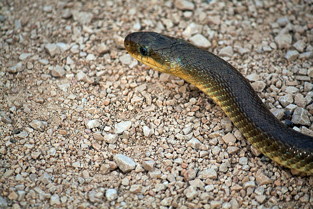 Noi lo chiamiamo carbone. , Natura Mediterraneo | Forum Naturalistico