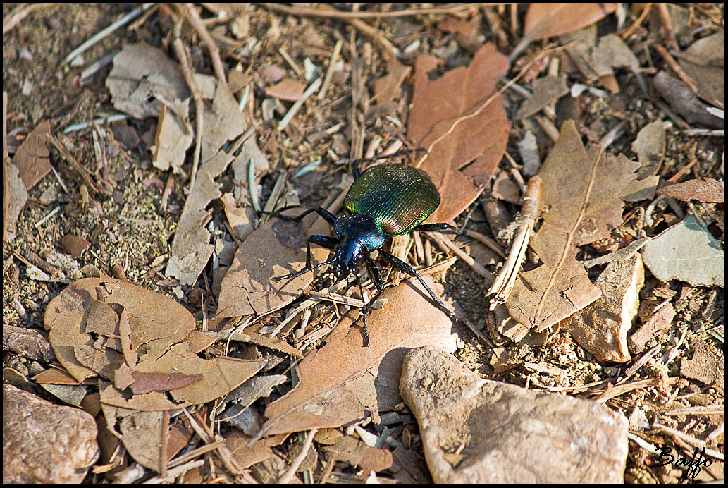 Larva di Calosoma sycophanta dalla Croazia , Natura Mediterraneo ...