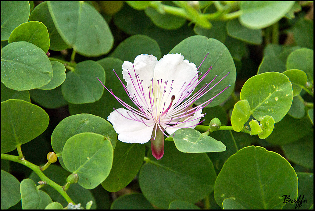Capparis spinosa , Natura Mediterraneo | Forum Naturalistico