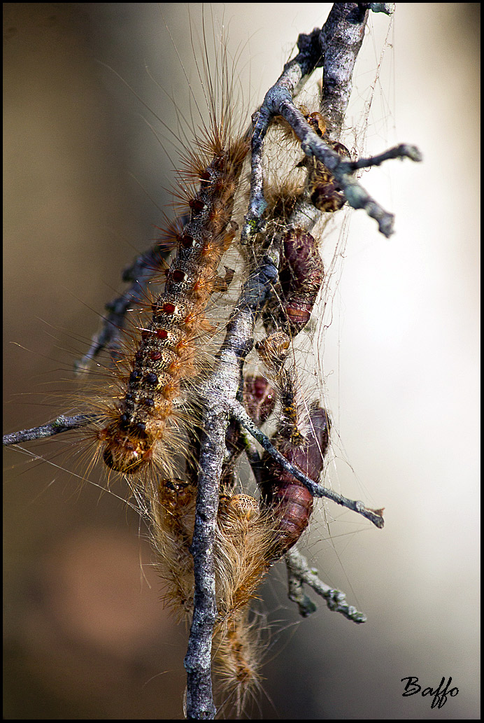 Larva di Calosoma sycophanta dalla Croazia , Natura Mediterraneo ...