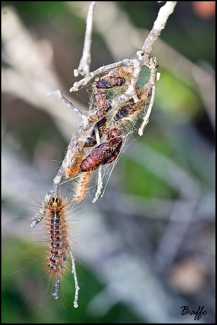 Larva di Calosoma sycophanta dalla Croazia , Natura Mediterraneo ...
