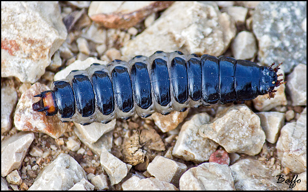 Larva di Calosoma sycophanta dalla Croazia , Natura Mediterraneo ...