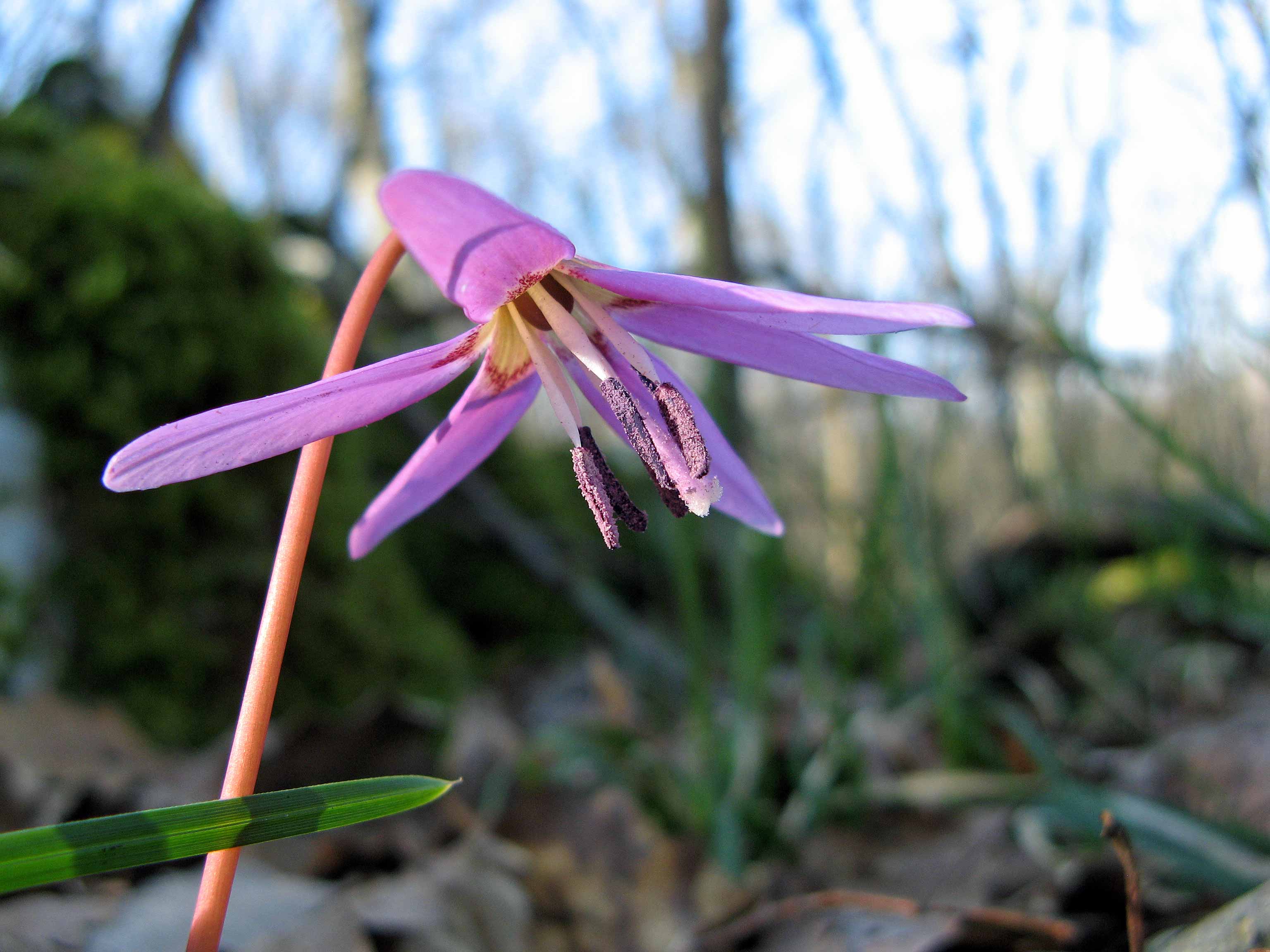 Erythronium dens-canis L. , Natura Mediterraneo | Forum Naturalistico
