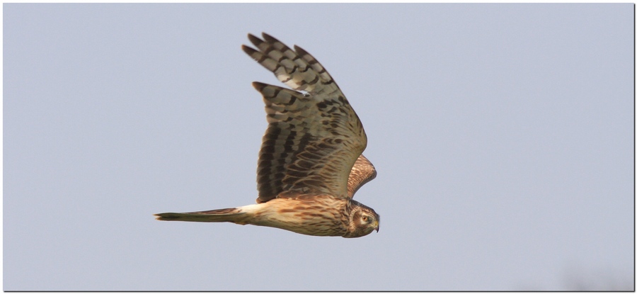 Albanella reale - Circus cyaneus , Natura Mediterraneo | Forum ...