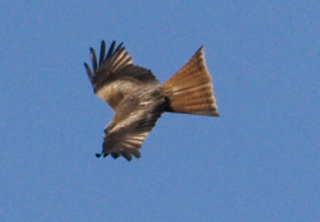 Nibbio reale - Milvus milvus , Natura Mediterraneo | Forum Naturalistico