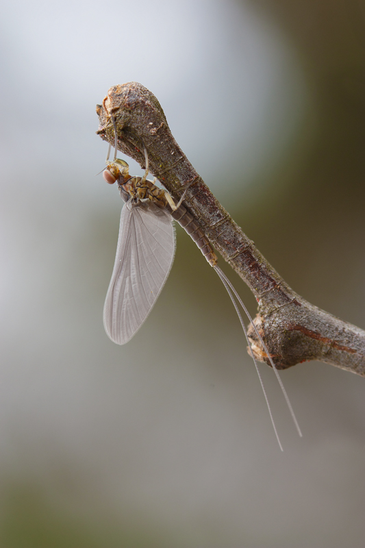 seconda cattura.. un'altra effimera , Natura Mediterraneo | Forum ...