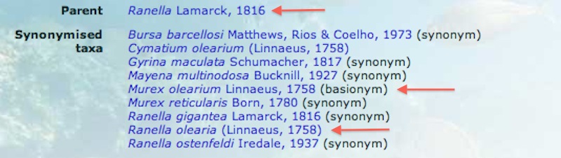 Ranella olearium juvenile , Natura Mediterraneo | Forum Naturalistico