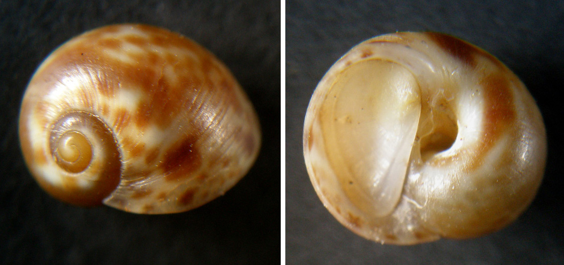 Naticarius hebraeus juv. ? , Natura Mediterraneo | Forum Naturalistico