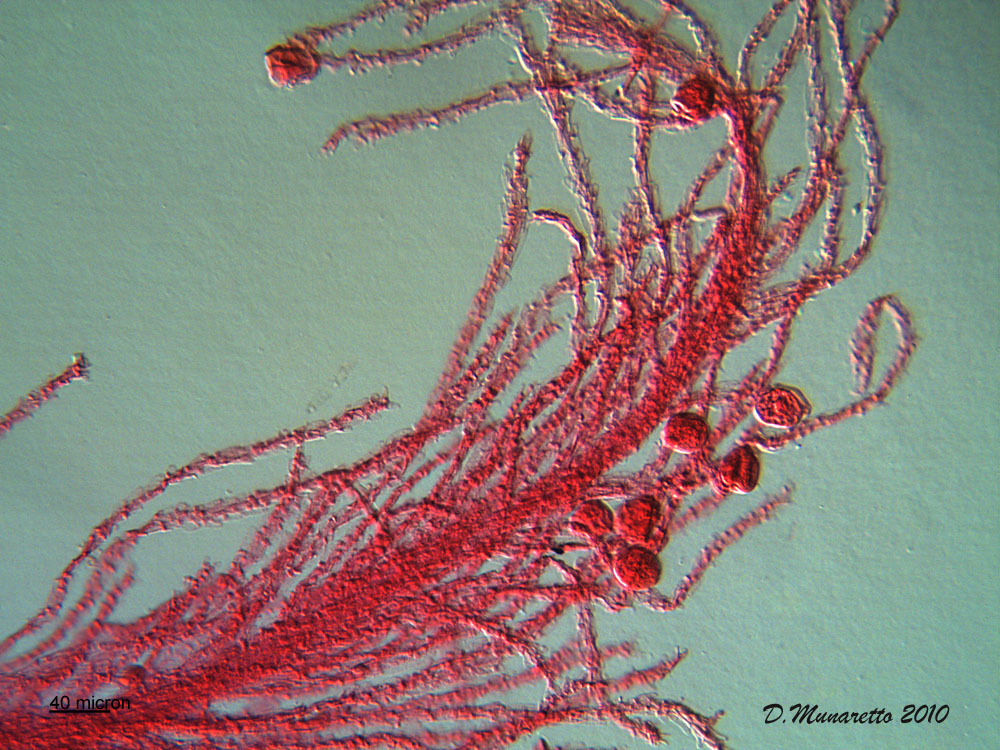 Pistillo di Brachypodium , Natura Mediterraneo | Forum Naturalistico