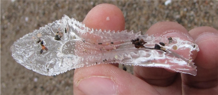 Cymbulia peronii , Natura Mediterraneo | Forum Naturalistico