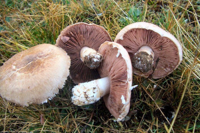 Agaricus sp , Natura Mediterraneo | Forum Naturalistico