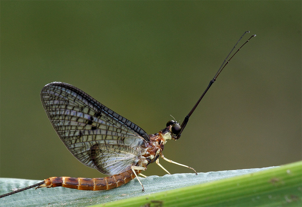 Ephemera sp. , Natura Mediterraneo | Forum Naturalistico