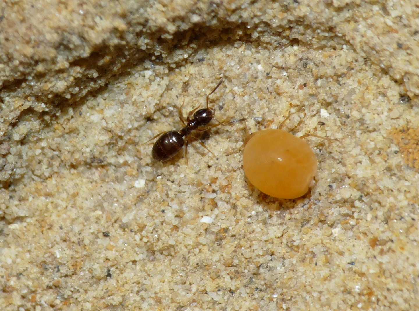 Afidi ospiti di formiche Plagiolepis sp.: Forda marginata (o F ...